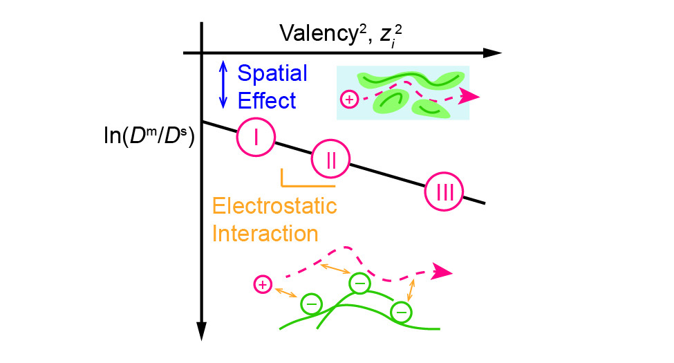 Our study titled “Counterion Mobility in Ion-Exchange Membranes ...